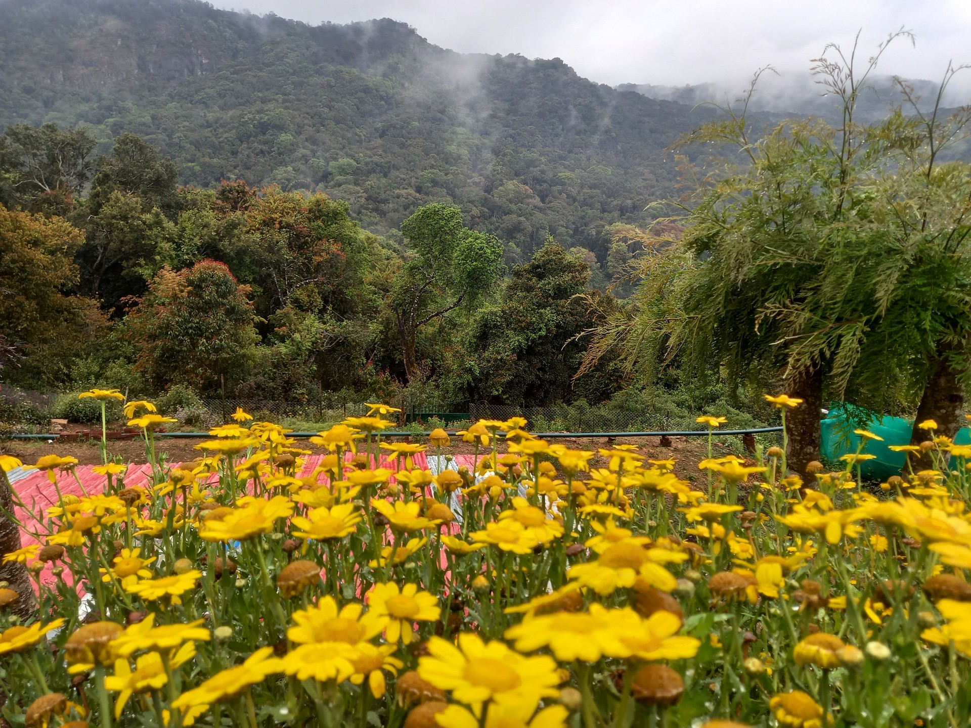 Misty Mountains Kookal, Kodaikanal - Book Now +918015272758